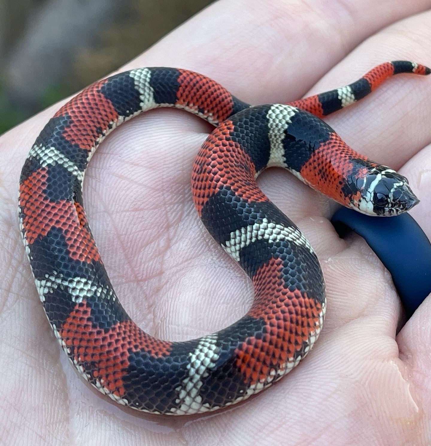Tri-color Hognose by Supernatural Exotics - MorphMarket