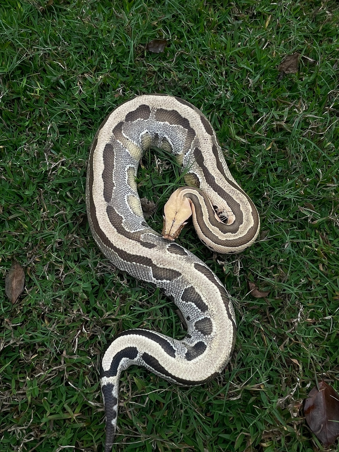 Blue Ghost X Superstripe Het Ocelot Offspring Borneo Short-tailed ...