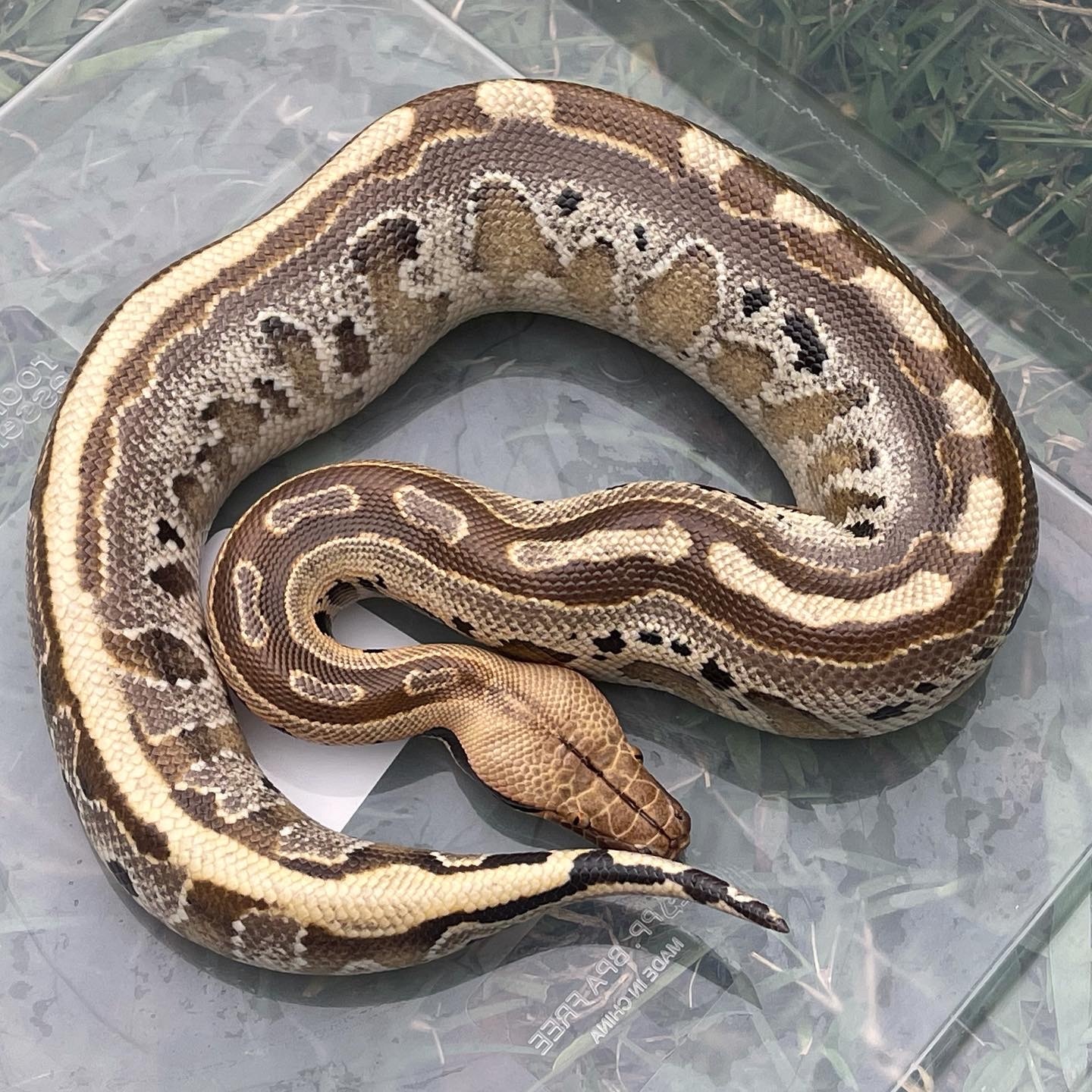 Ultra Platinum Short-tail Borneo Short-Tailed Python by Supernatural ...
