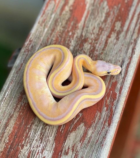 Banana Genetic Stripe Ball Python by Supernatural Exotics
