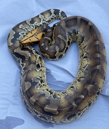 Orange Head Sumatran Short-Tailed Python by Supernatural Exotics