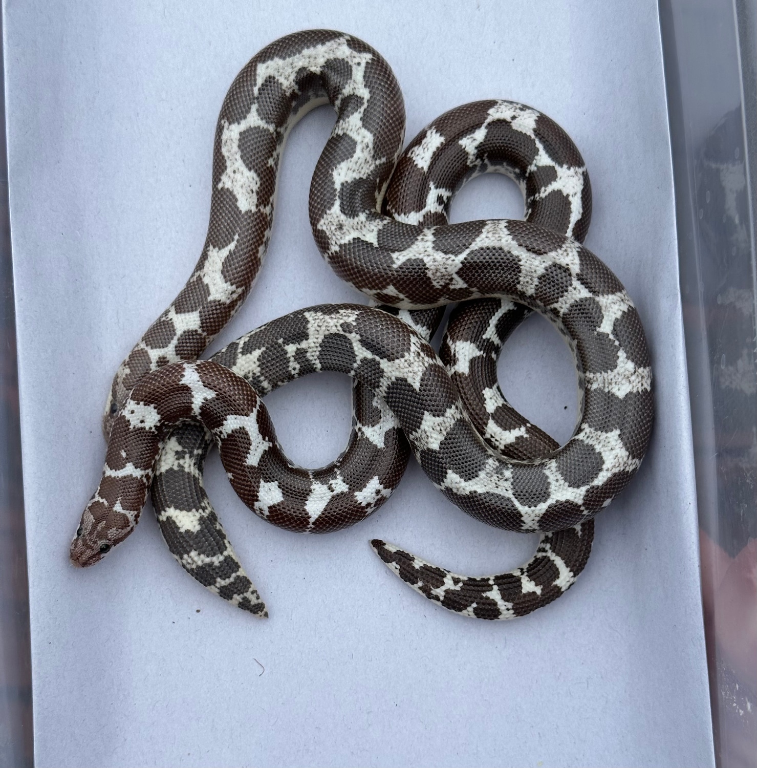 Pair Of Anery Sand Boas Kenyan Sand Boa by Supernatural Exotics ...