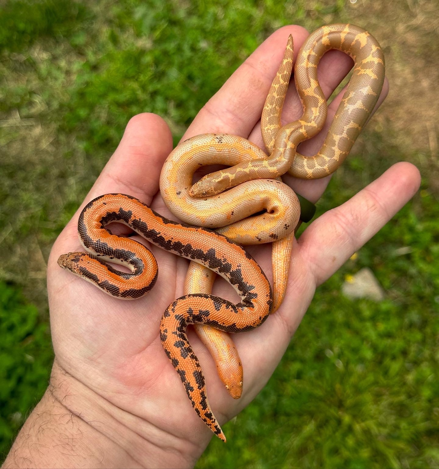 Anery/Albino Group Kenyan Sand Boa by Supernatural Exotics - MorphMarket