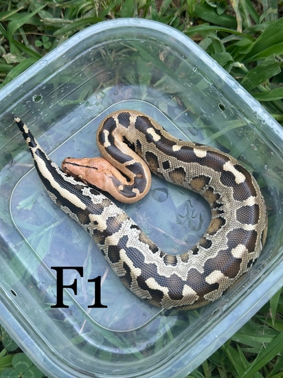 Borneo Short Tail Python Borneo Short-Tailed Python by Supernatural Exotics