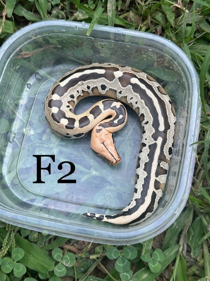 Borneo Short Tail Python Borneo Short-Tailed Python by Supernatural Exotics