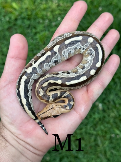 Borneo Short Tail Python Borneo Short-Tailed Python by Supernatural Exotics