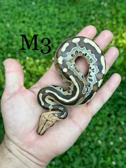 Borneo Short Tail Python Borneo Short-Tailed Python by Supernatural Exotics