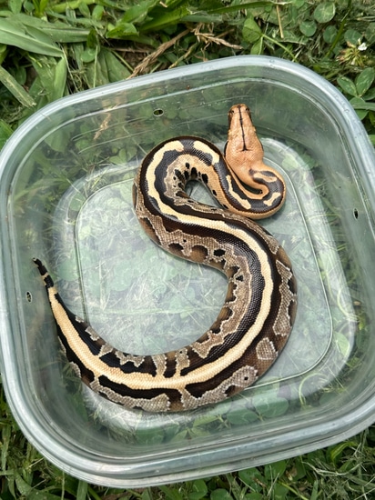 Genetic Stripe Borneo Short Tail Python Borneo Short-Tailed Python by ...