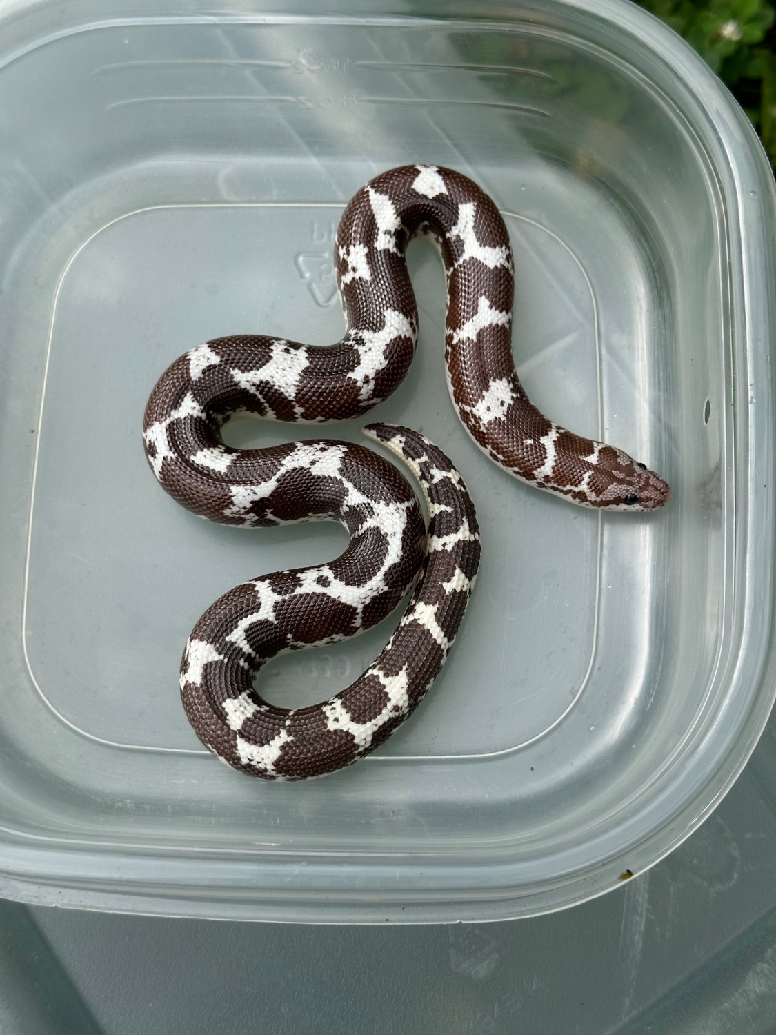 Anery Sand Boa Male Kenyan Sand Boa by Supernatural Exotics - MorphMarket