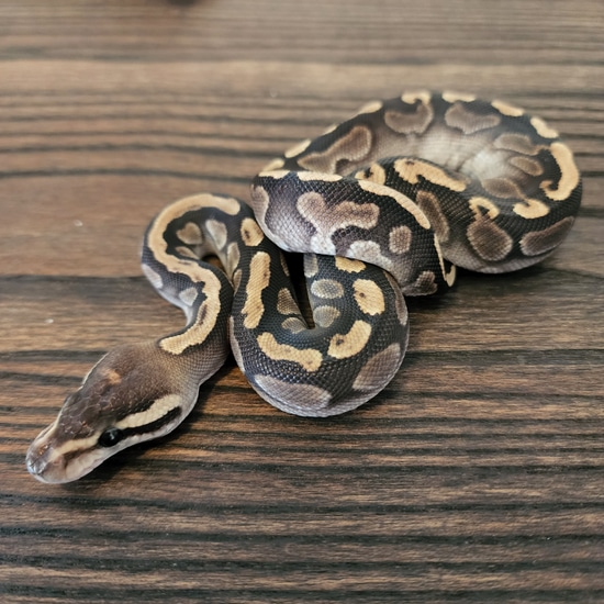 GHI Cinnamon Ball Python by BK Finest Reptiles