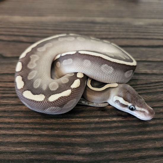 GHI Cinnamon Lesser Ball Python by BK Finest Reptiles