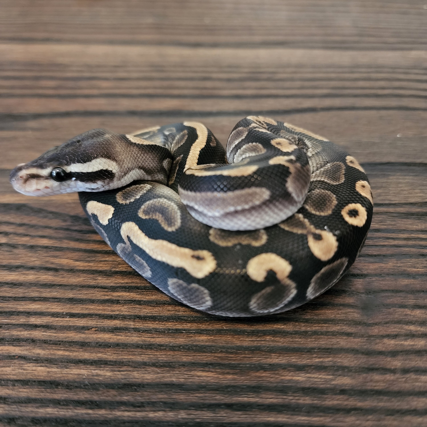 GHI Cinnamon Ball Python by BK Finest Reptiles - MorphMarket