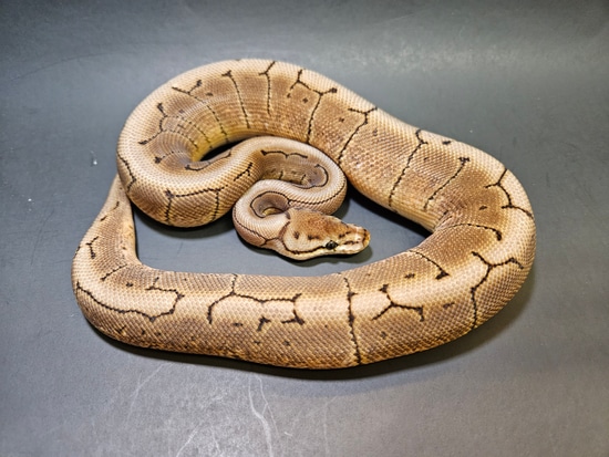 Spinner Ball Python by Sun Dog Serpents