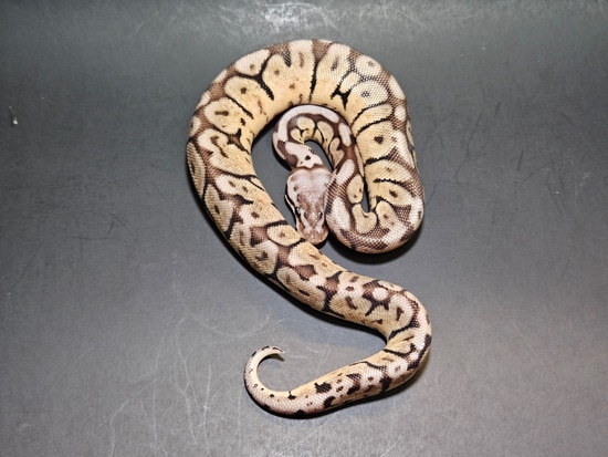 Black Widow Ball Python by Sun Dog Serpents