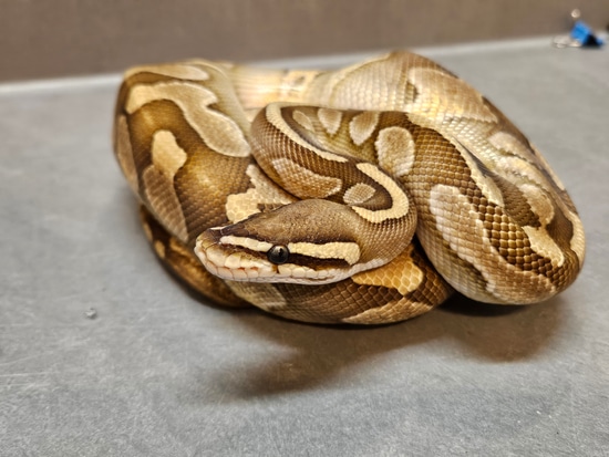 Wookie Enchi Butter Ball Python by Sun Dog Serpents