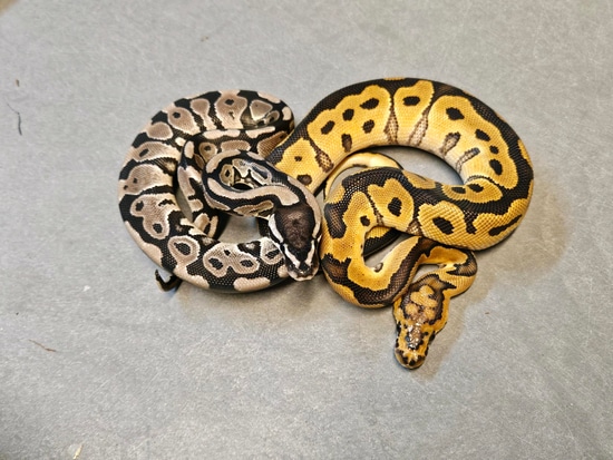 💥TSK Axanthic Clown Package!💥 1.0 TSK Het Clown, 0.1 Clown Het TSK Ball Python by Sun Dog Serpents