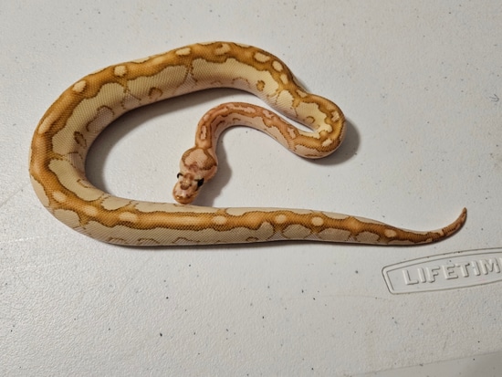 Banana Lesser Clown Ball Python by Sun Dog Serpents