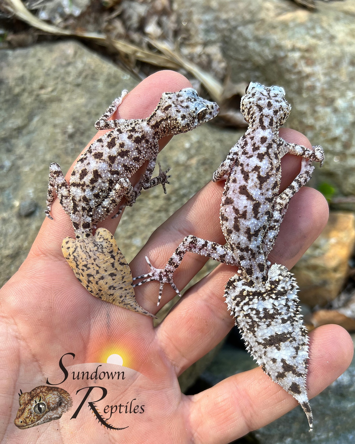 1.1 Riverine (Phyllurus Amnicola) Leaf-Tailed Gecko by Sundown Reptiles ...