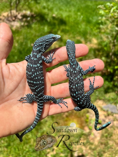 Blue Tree Monitors (Varanus Macraei) by Sundown Reptiles