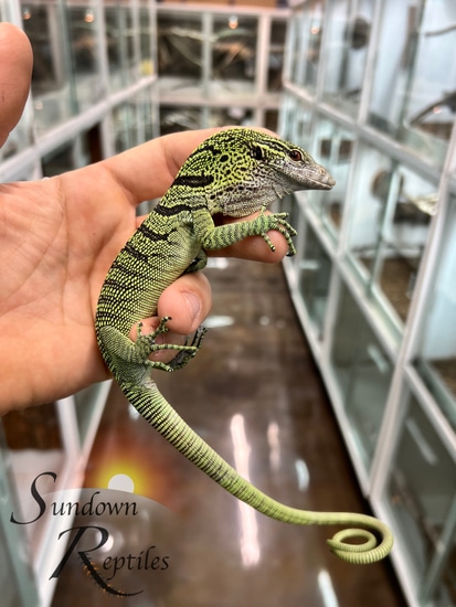 USCBB Yellow Tree Monitor (Varanus Reisingeri) by Sundown Reptiles