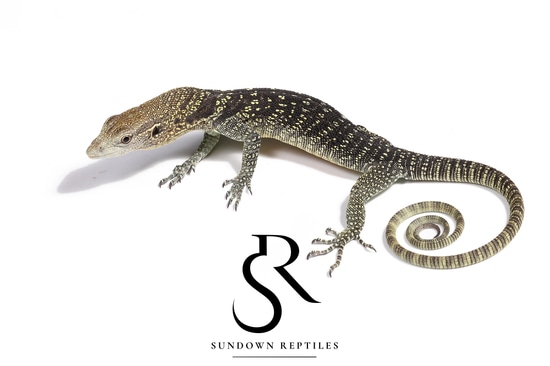 USCBB Golden-Spotted Tree Monitor by Sundown Reptiles