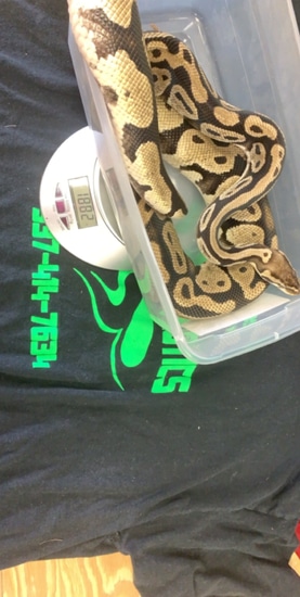 Vanilla Orange Dream Ball Python by Sunfire Exotics