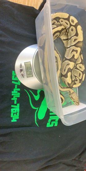 Ghost Ball Python by Sunfire Exotics