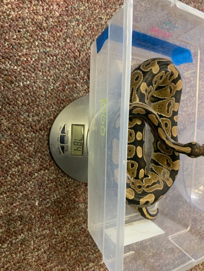 Dinker Ball Python by Sunfire Exotics