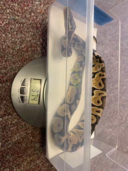 Pastel SH Het G Stripe Ball Python by Sunfire Exotics