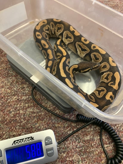 Mystic Ball Python by Sunfire Exotics