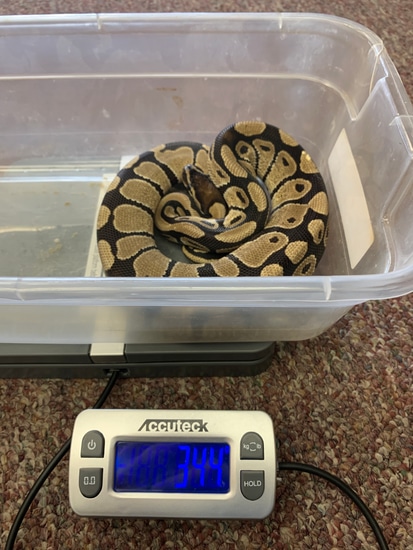 Fire Ball Python by Sunfire Exotics