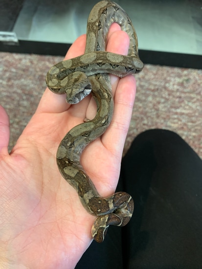 Red Tail Boas Boa Constrictor by Sunfire Exotics