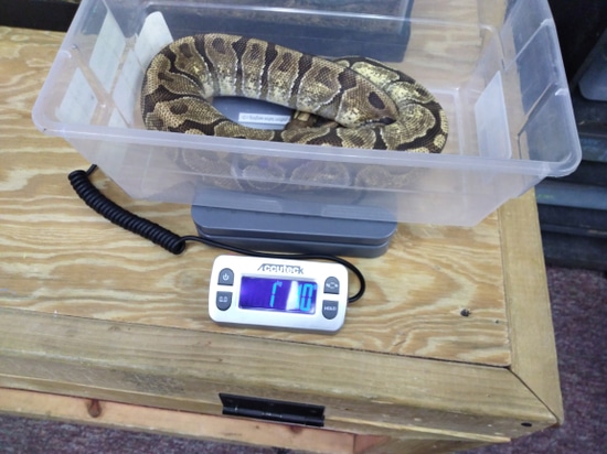 Orange Dream Enchi Ball Python by Sunfire Exotics