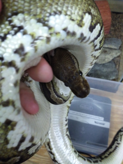 Cinnamon Spotnose Ball Python by Sunfire Exotics