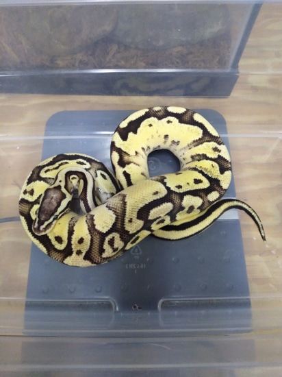 Pastel Leopard Vanilla Ball Python by Sunfire Exotics