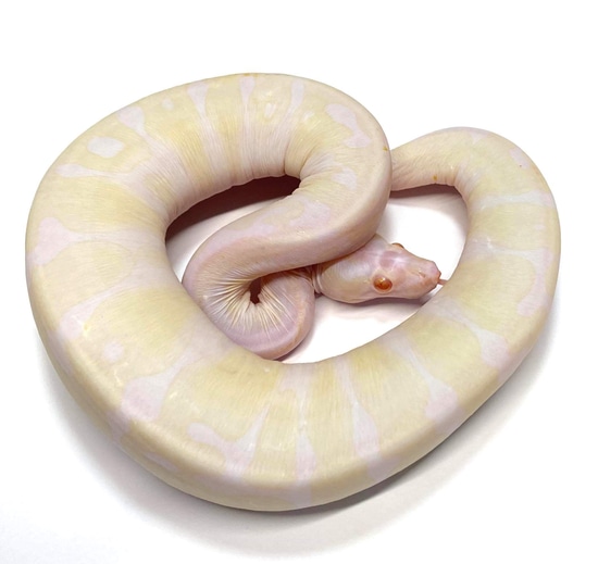 Albino Scaleless Ball Python by Sunfire Exotics