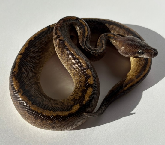 Suma (Het Lavender Albino / Het Pied) Ball Python by Sunfire Scales OC