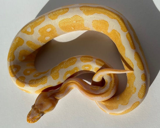 Mahogany Lavender Albino (Het Pied) Ball Python by Sunfire Scales OC