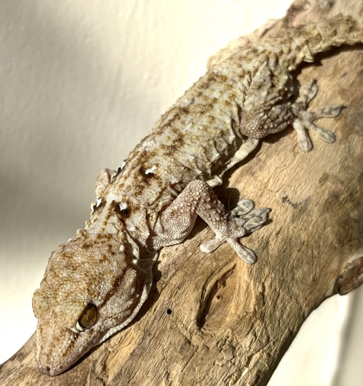 White Spotted Gecko (Tarentola Annularis) More Gecko by Sunfire Scales OC