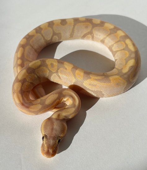 Banana Yellow Belly (Possible Het Pied) Ball Python by Sunfire Scales OC