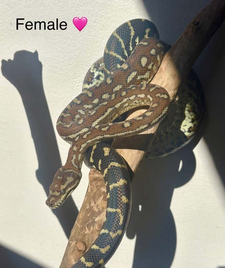 1.1 Pair Of Bredli Pythons (M&F) (Het Striped) Centralian Carpet Python ...