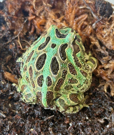 Samurai Blue (Het Albino) Pacman Frog by Sunfire Scales OC