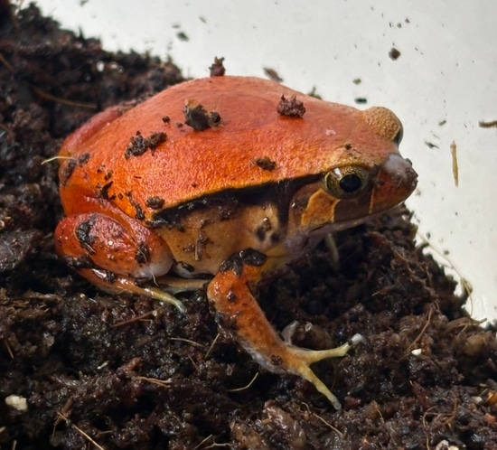 Tomato Frogs (Group Of 3) Other Frog by Sunfire Scales OC