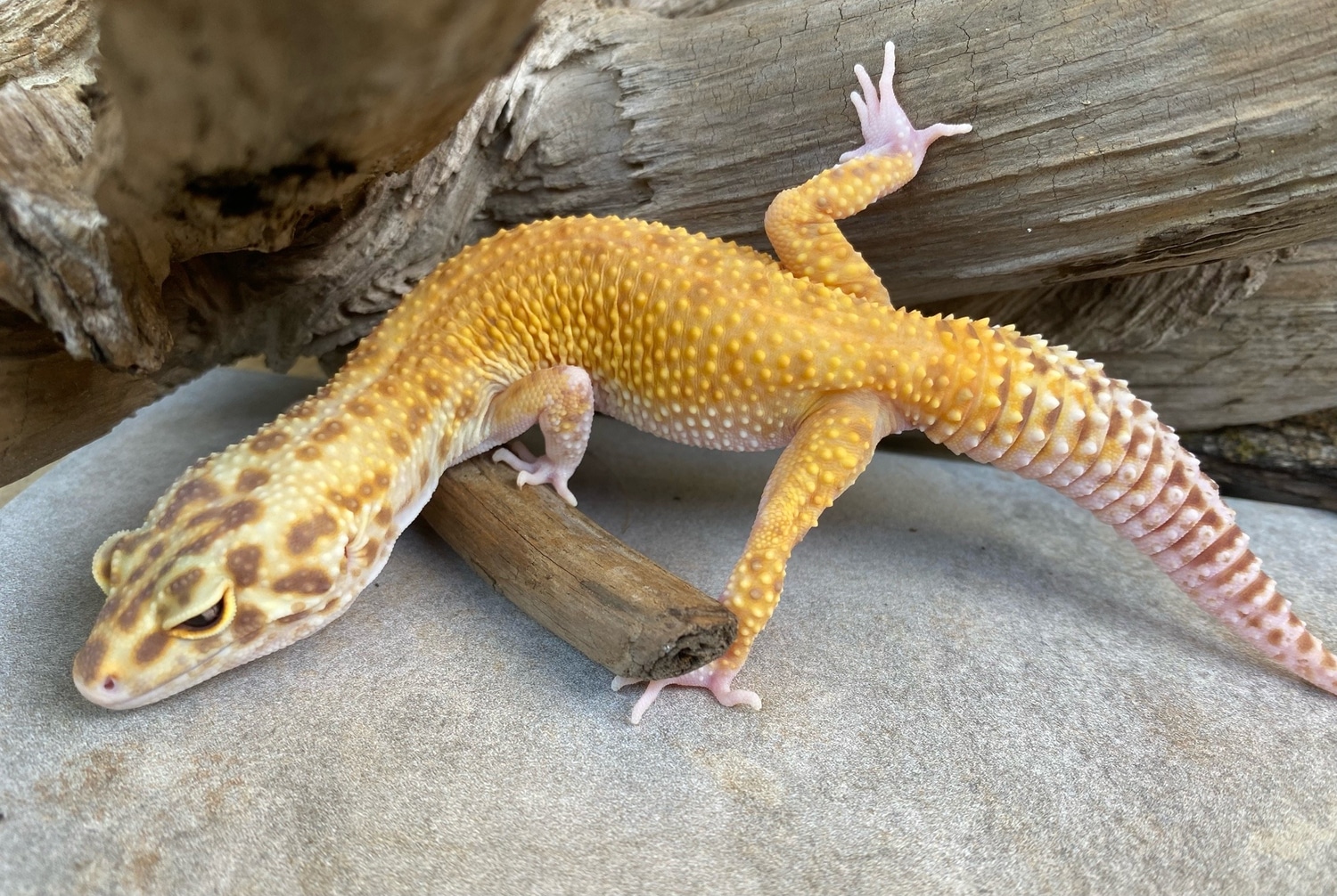 RAPTOR (Snake Eyes) Leopard Gecko by Sunfish Exotics - MorphMarket