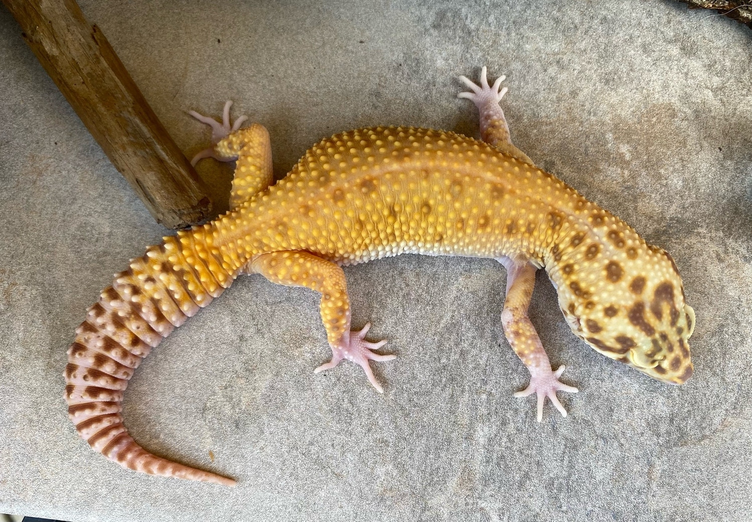 RAPTOR (Snake Eyes) Leopard Gecko by Sunfish Exotics - MorphMarket