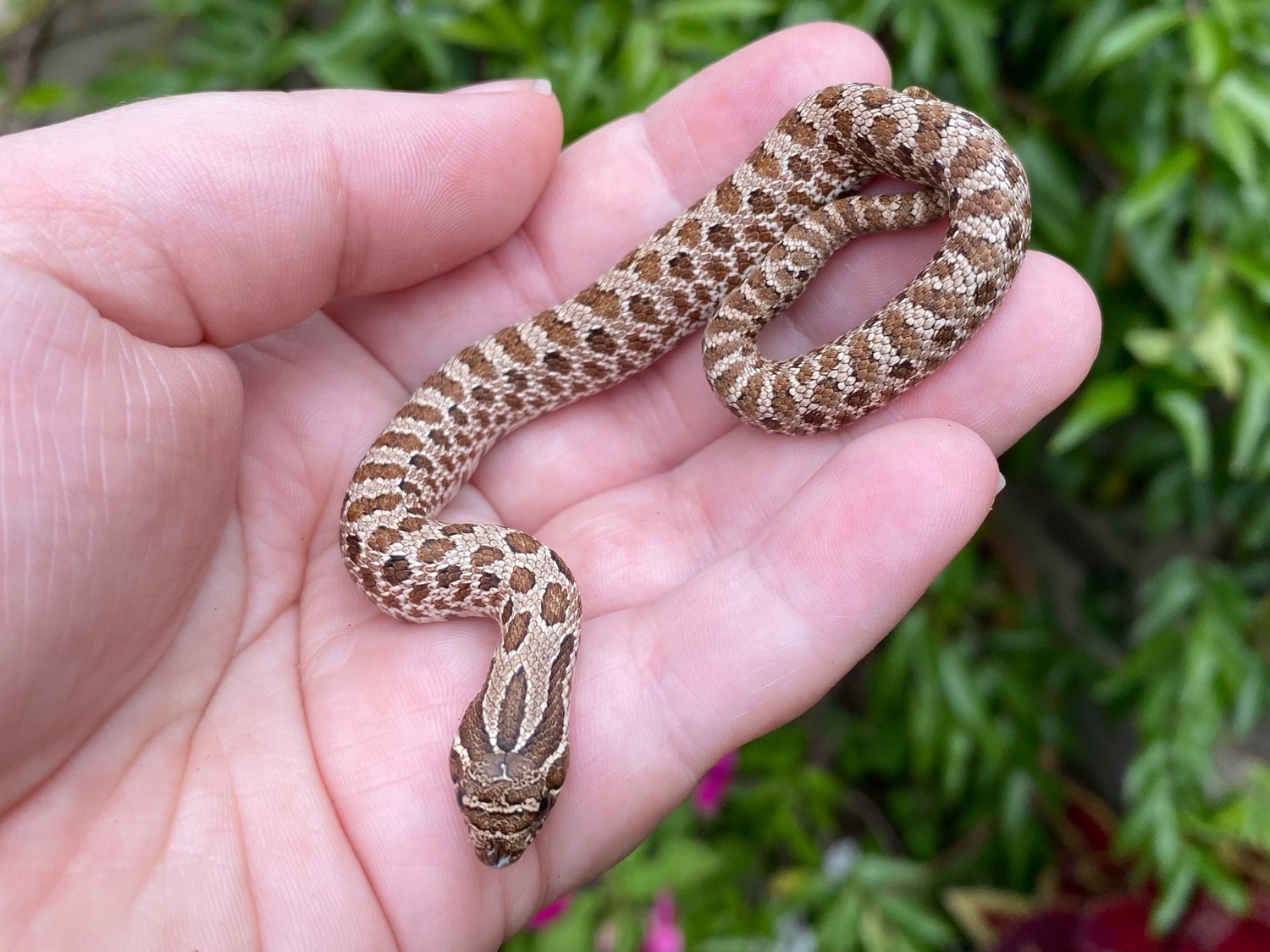 Red Arctic 50% Ph Albino Western Hognose by Sunfish Exotics - MorphMarket