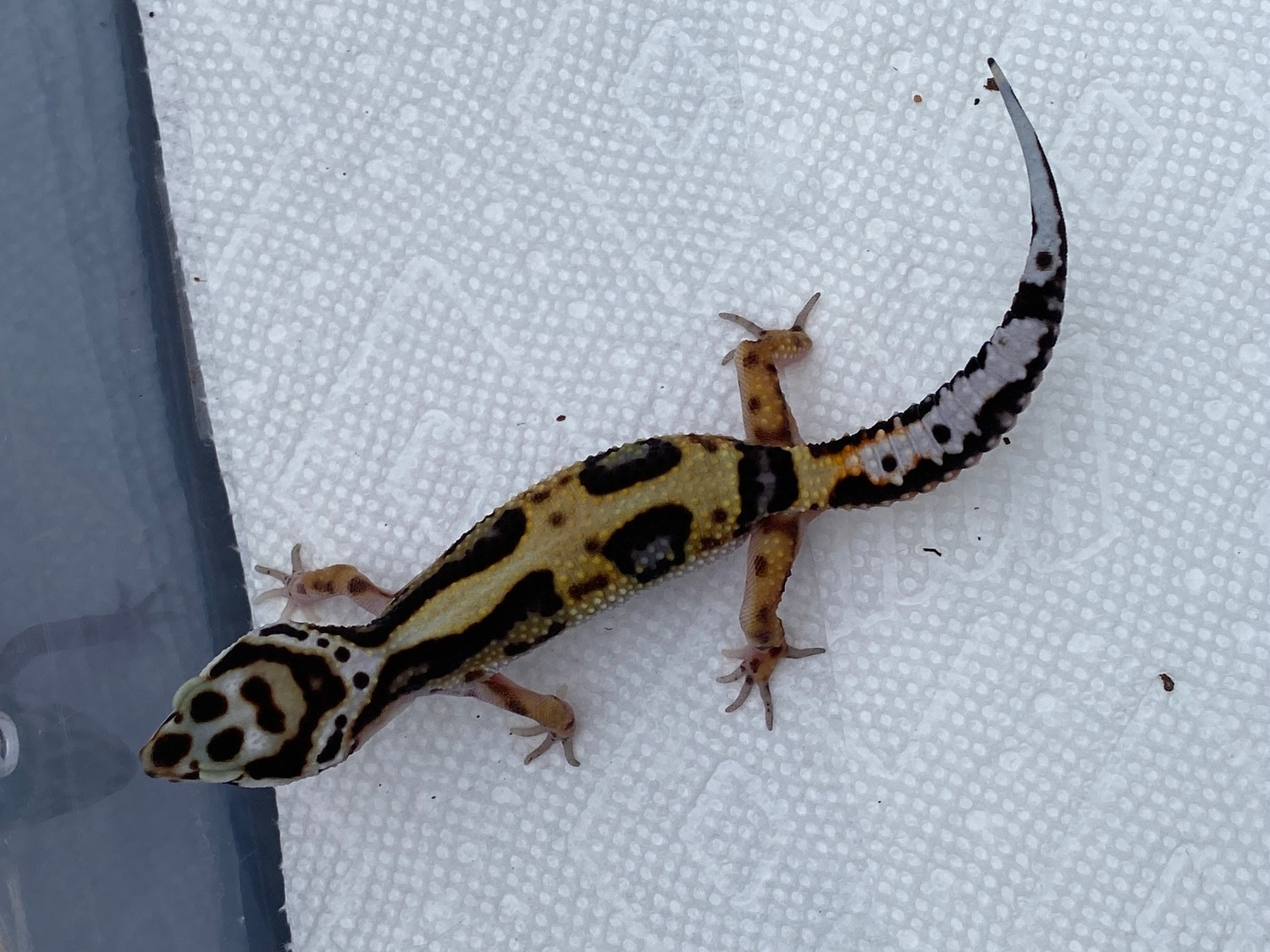 Lavender Jungle Bold Leopard Gecko by Sunfish Exotics - MorphMarket