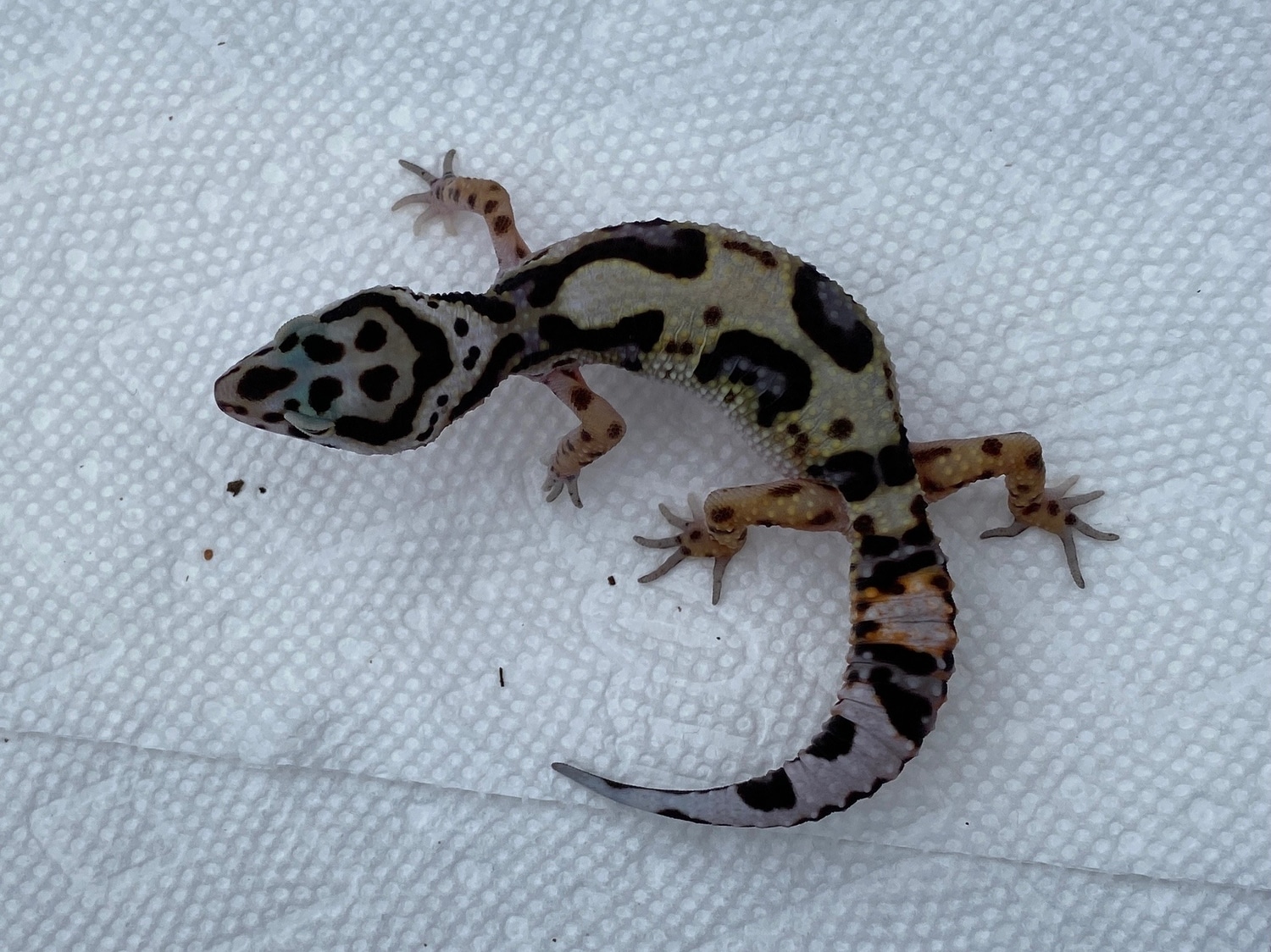 Lavender Jungle Bold Leopard Gecko by Sunfish Exotics - MorphMarket