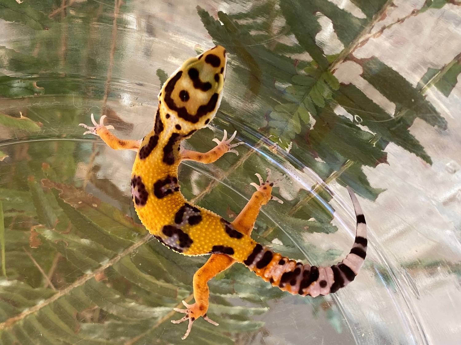Firebold Leopard Gecko by Sunfish Exotics - MorphMarket