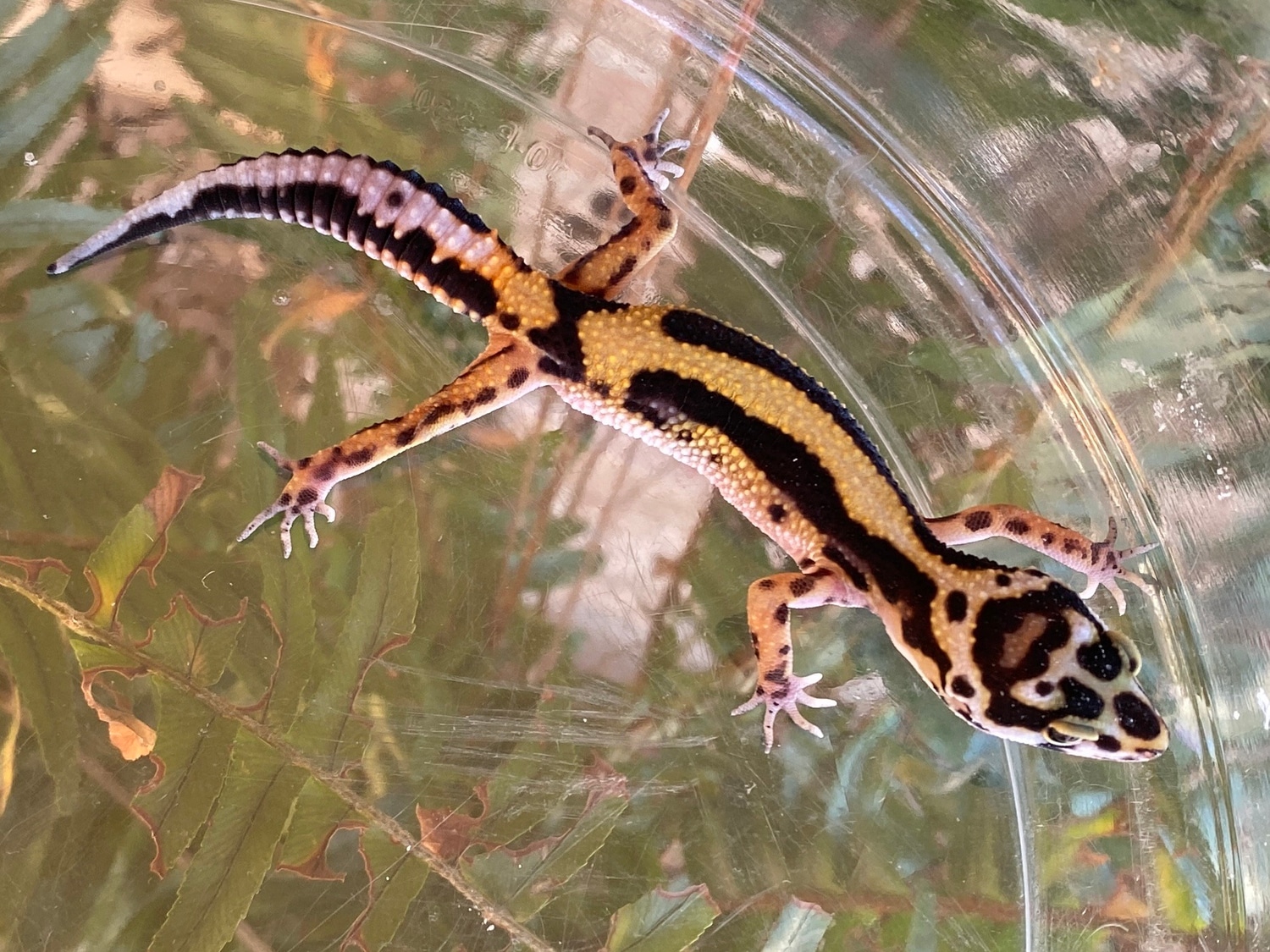 Lavender Jungle Bold Leopard Gecko by Sunfish Exotics - MorphMarket